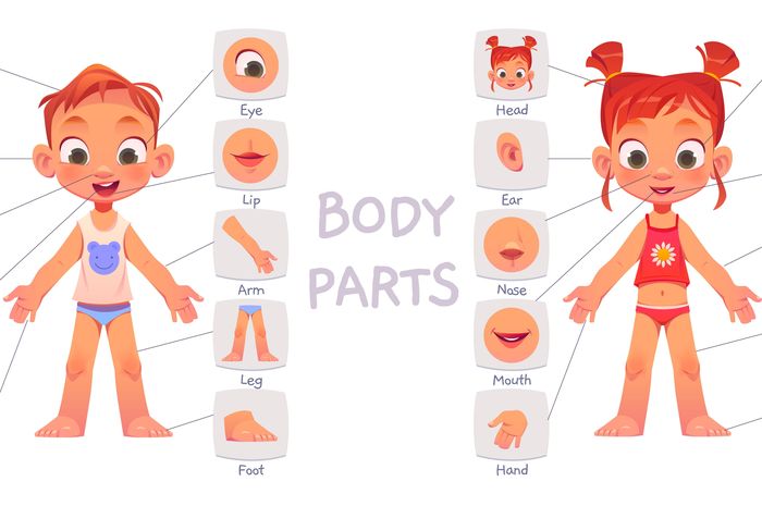 Kosakata Part of Body atau Bagian Tubuh dalam Bahasa Inggris dan ...