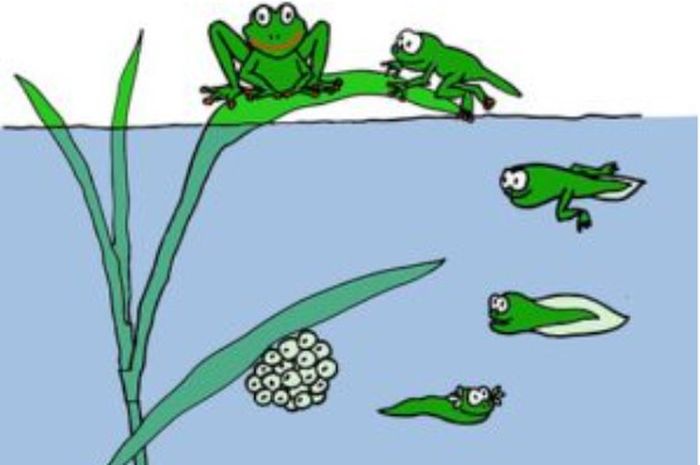 Daur Hidup Katak dari Telur hingga Katak Dewasa, Lengkap! - Sonora.id