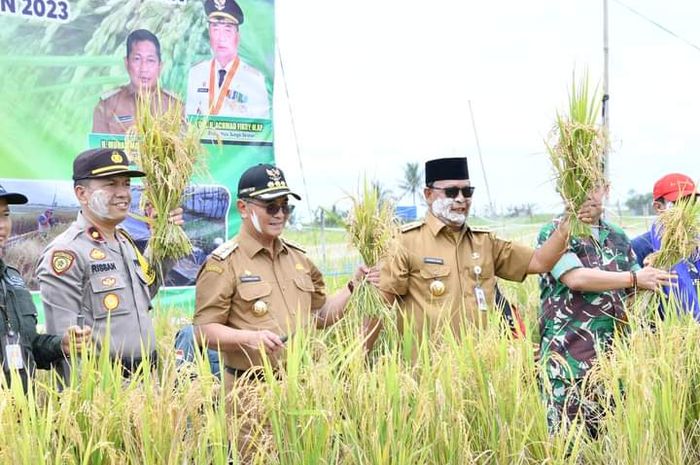 Panen Padi Apung di HSS, Gubernur Kalsel: bakal Dikembangkan di Daerah ...