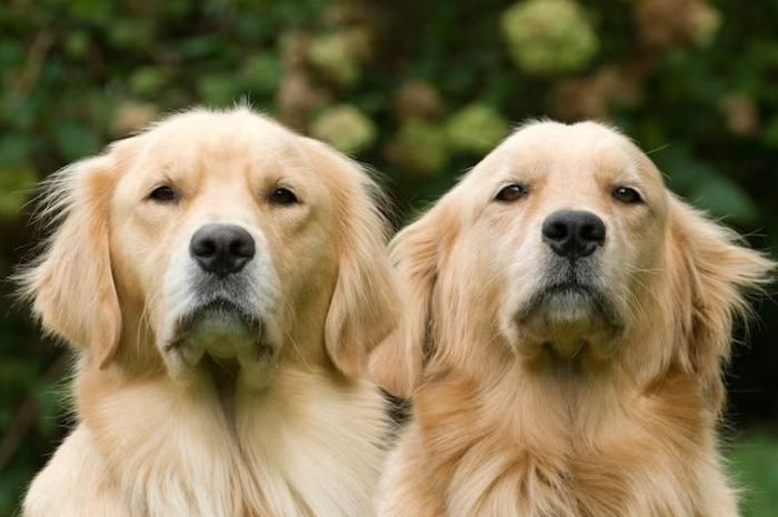 Arti Kata Segawon dalam Bahasa Jawa, Apa Perbedaannya dengan Asu ...