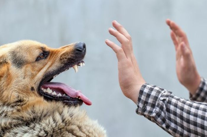 Pertolongan Pertama Bila Digigit Anjing Rabies - Sonora.id