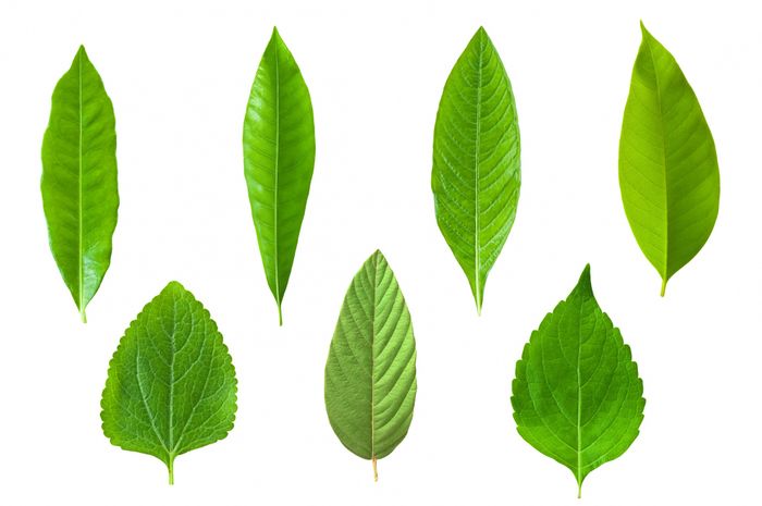 Berikut Ini 5 Fungsi Daun Pada Tumbuhan, Salah Satunya untuk Berkembang ...