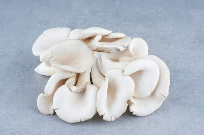 4 Cara Budidaya Jamur Tiram - Sonora.id