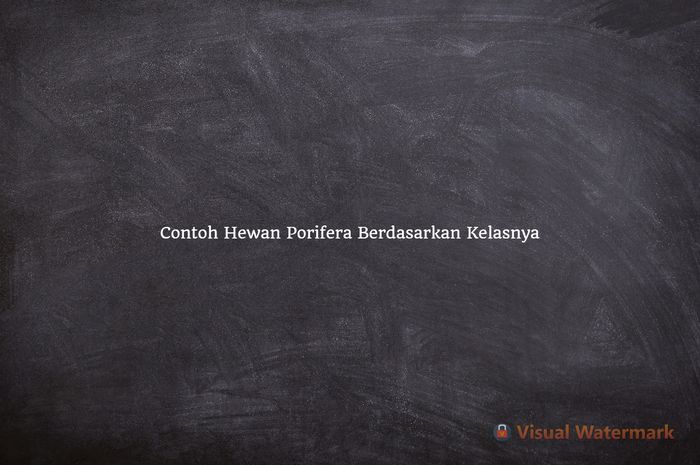 Contoh Hewan Porifera Berdasarkan Kelasnya: Materi Biologi - Sonora.id
