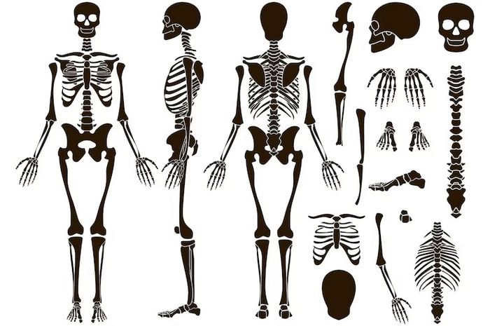 3 Fungsi Utama Rangka Manusia yang Perlu Wajib Diketahui - Sonora.id