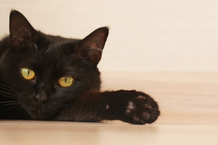 310 Nama Kucing Cowok yang Bagus, Keren, Kekinian, Unik, dan Lucu ...