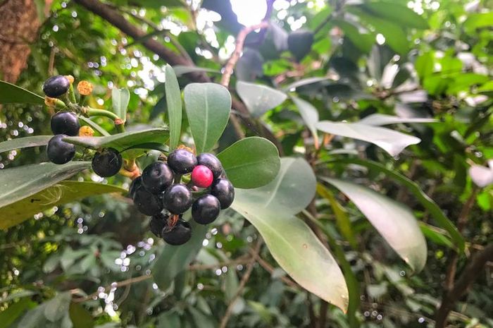 Berikut Ini 7 Manfaat Buah Juwet Hitam untuk Kesehatan, Bisa Jadi Obat ...