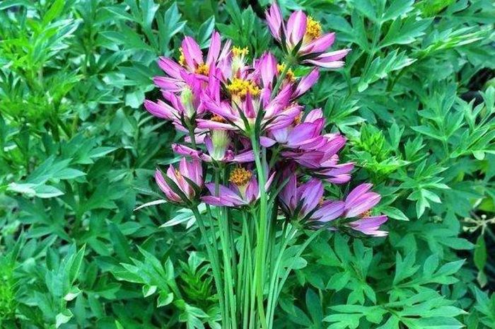 10 Manfaat Daun Kenikir untuk Kesehatan, Menurunkan Tekanan Darah ...