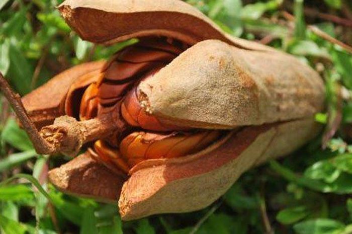 11 Manfaat Biji Mahoni untuk Kesehatan, Tingkatkan Imunitas Tubuh ...