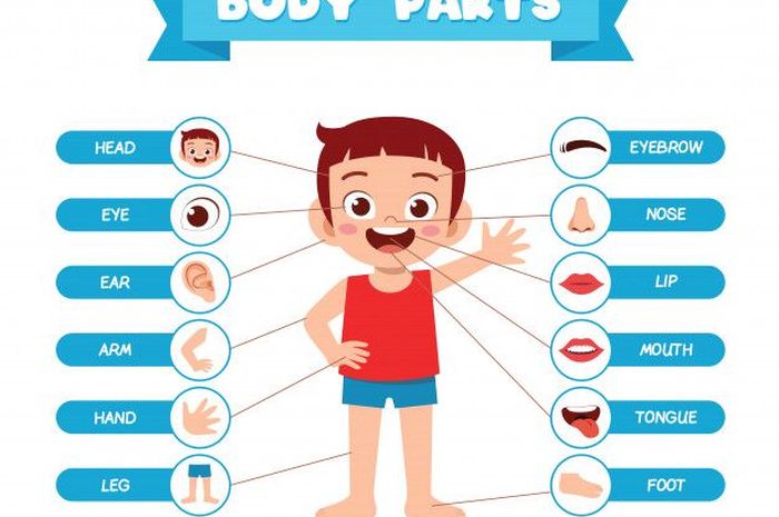 25 Contoh Soal Part of Body Kelas 5 dan Kunci Jawaban - Sonora.id