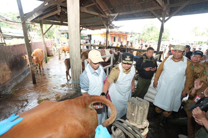 Inseminasi Buatan di Maros Gunakan Sperma Sapi Unggul Simental dan Limosine - Sonora.id