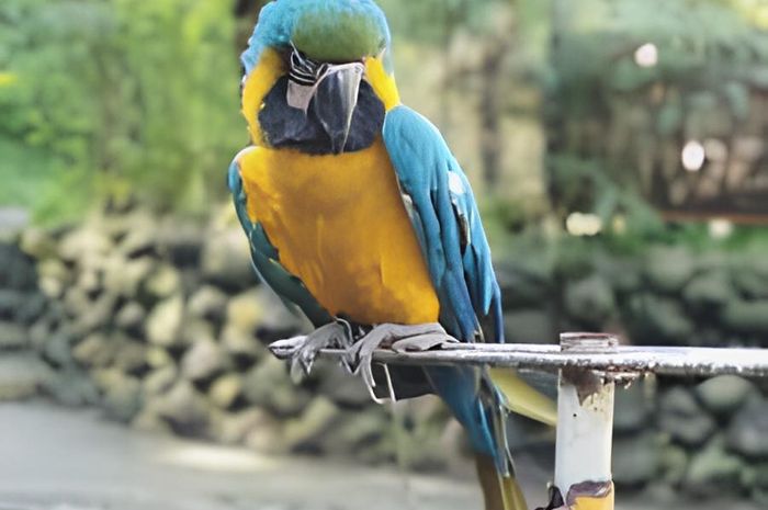 Mini Zoo di Karanganyar, Tempat Wisata dengan 33 Jenis Binatang - Sonora.id