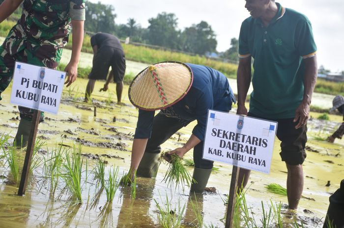 Wujudkan Kemandirian dan Kedaulatan Pangan Lewat Gertam - Sonora.id