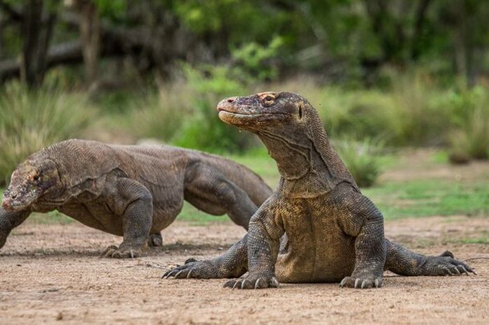 5 Hewan Predator yang Suka Menyiksa Buruannya, Dimangsa Hidup-hidup ...