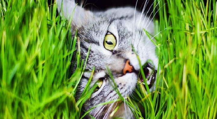 Jika Kucing Lucumu Makan Rumput, Jangan Di Cegah. Ini Alasannya ...