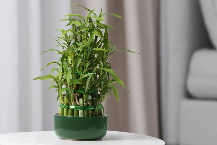 6 Tanaman Hias Pembawa Keberuntungan Ini Cocok sebagai Dekorasi Imlek ...