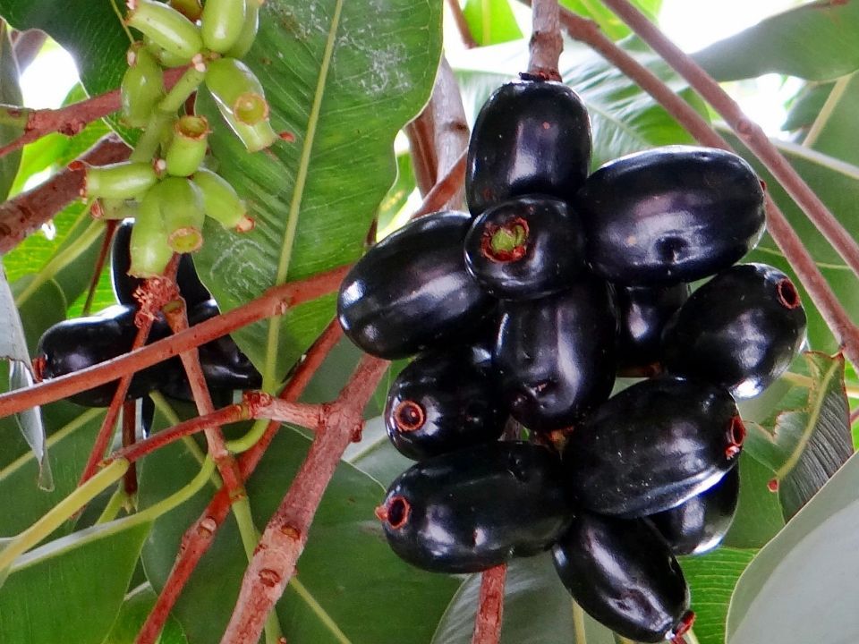 Ternyata Banyak Manfaatnya! Termasuk Sehatkan Jantung Buah Jamblang ...