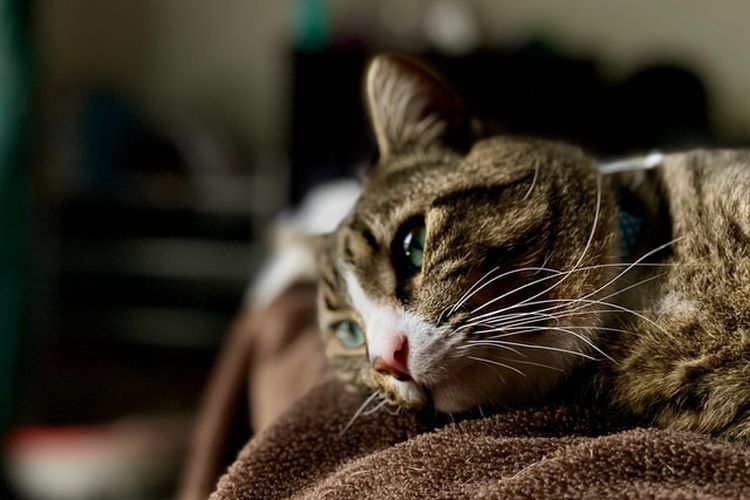 Kucing Juga Bisa Sedih, Mau Tahu 5 Tanda Jika Kucing Sedang Sedih ...