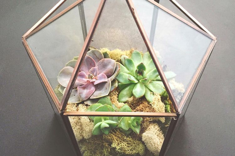 Bisa Percantik Rumah dan Redakan Stres, Yuk Belajar Buat Terrarium ...