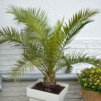 Ini Lokasi Meletakkan Tanaman Palem Majesty di Rumah Menurut Feng Shui ...