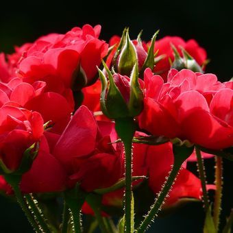 Feng Shui Sarankan Untuk Memotong Duri Bunga Mawar di Dalam Ruangan ...