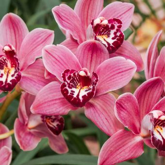 Makna Bunga Anggrek Berdasarkan Feng Shui dan Cara Menempatkannya di ...