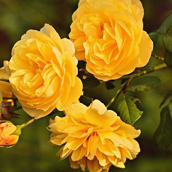 Makna Bunga Mawar Berdasarkan Feng Shui - bangka.sonora.id