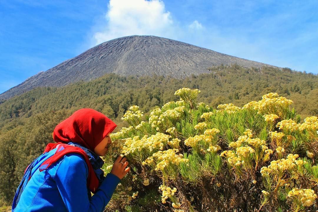 Apa Makna Bunga Edelweiss yang Identik dengan Bromo dan Cocok Diberikan ...