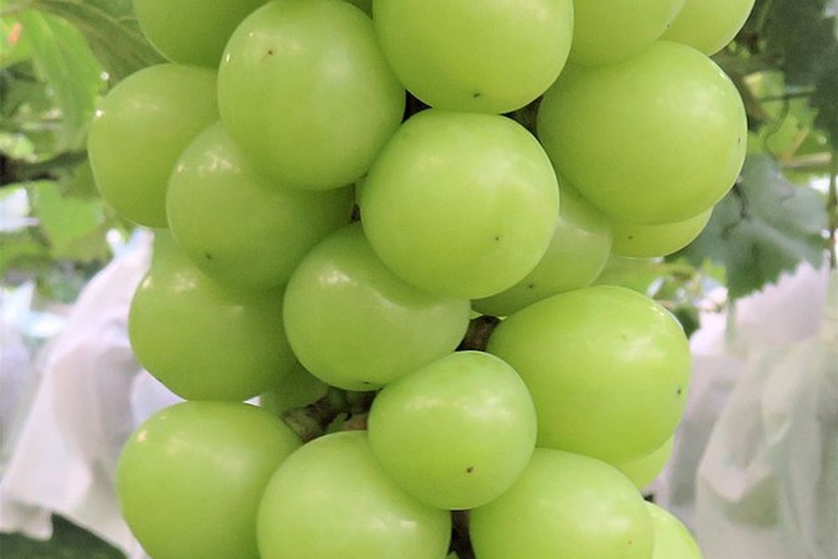 Berikut ini 5 Cara Olah Anggur Shine Muscat dengan Mudah dan Lezat ...