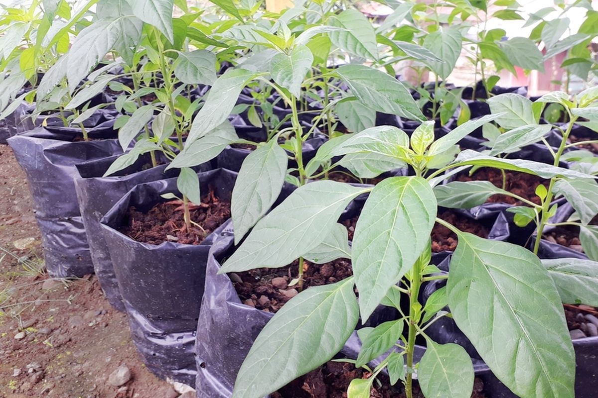 Mau Tahu? Ini Cara Praktis Tanam Cabai di Rumah dengan Polybag - bangka ...