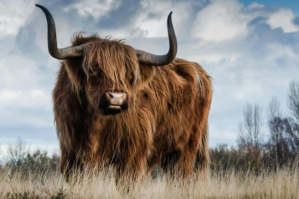 Makna di Balik Lambang Zodiak Taurus, Apa untuk Artinya? - bangka.sonora.id