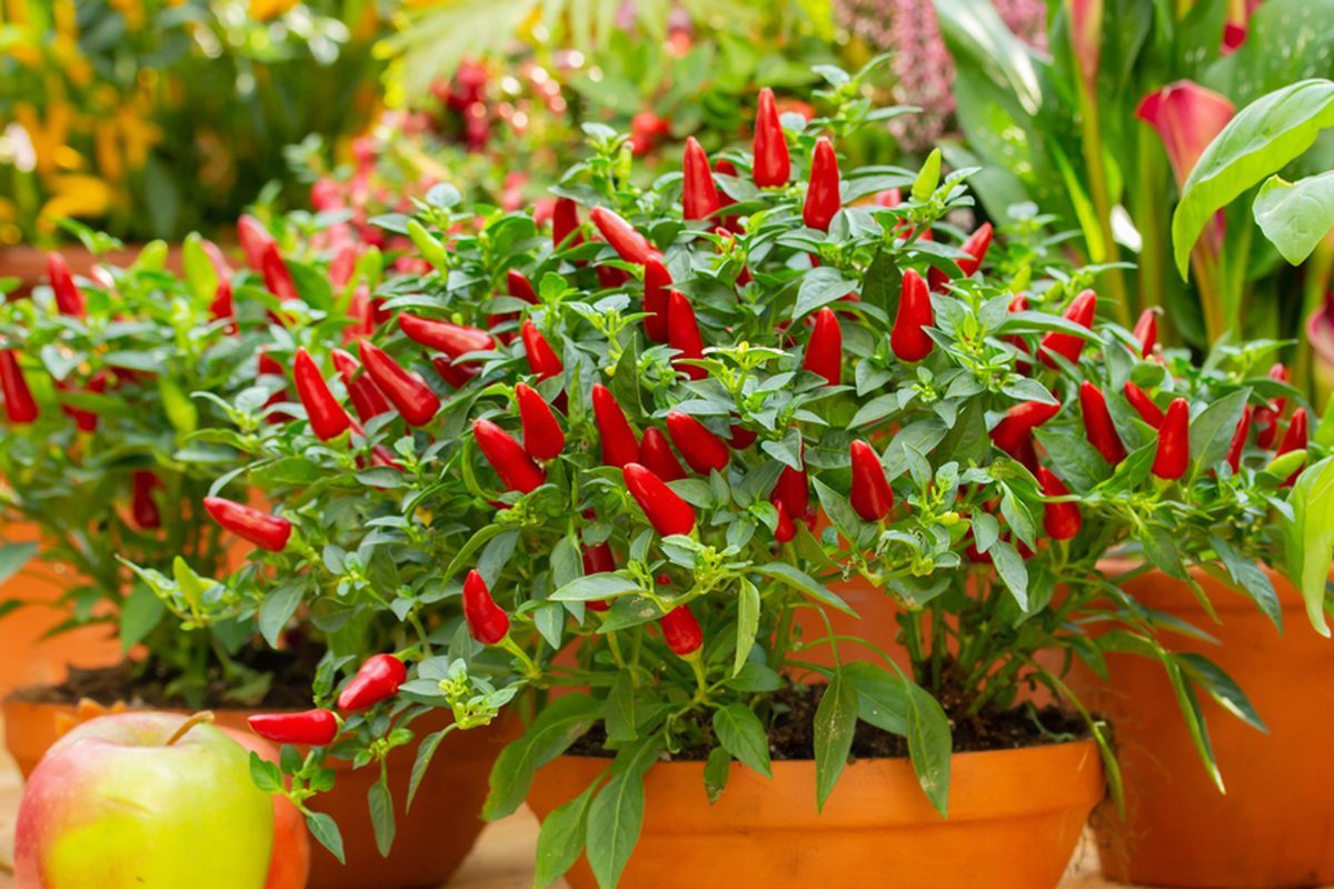 Harus Tahu! Ini 6 Penyebab Tanaman Cabai Tak Berbuah atau Rontok ...