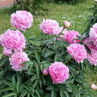 4 Bunga Pembawa Hoki Berdasarkan Feng Shui, Cocok untuk Taman di Rumah ...