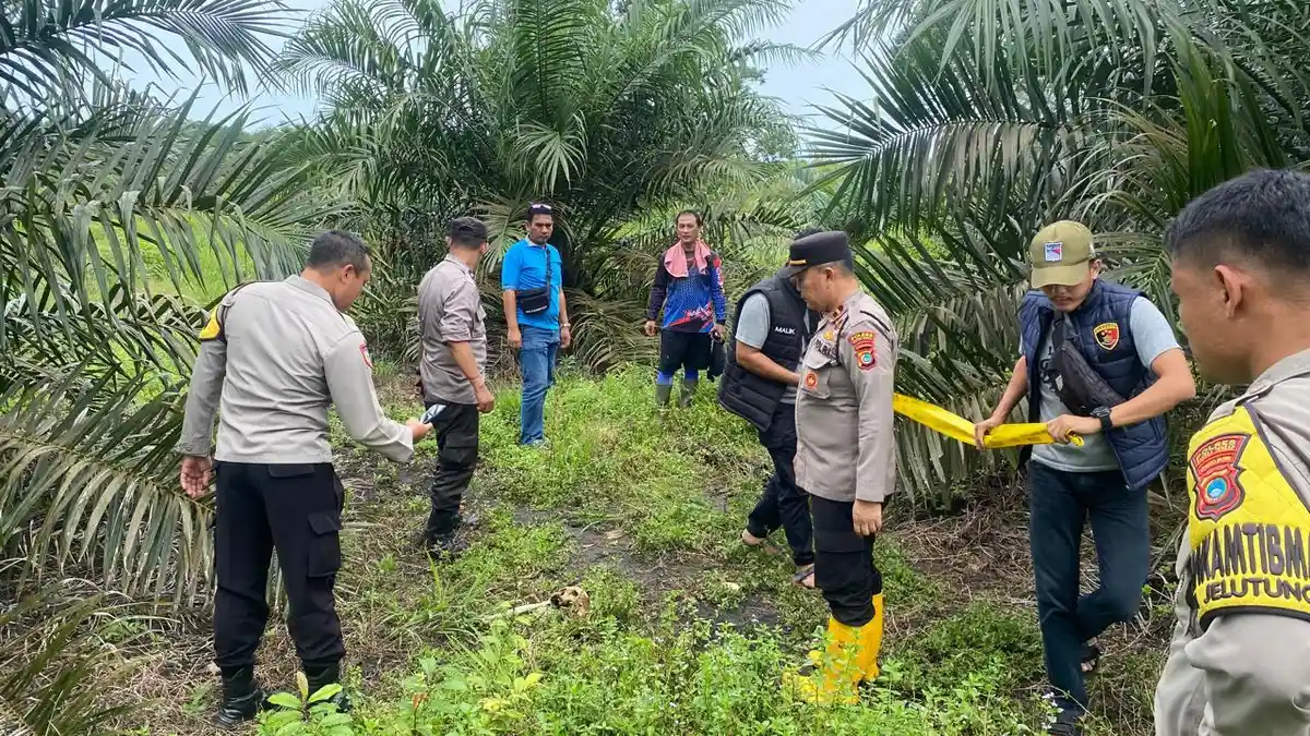 Objek Diduga Kerangka Manusia Ditemukan pada Kebun Sawit di Namang ...
