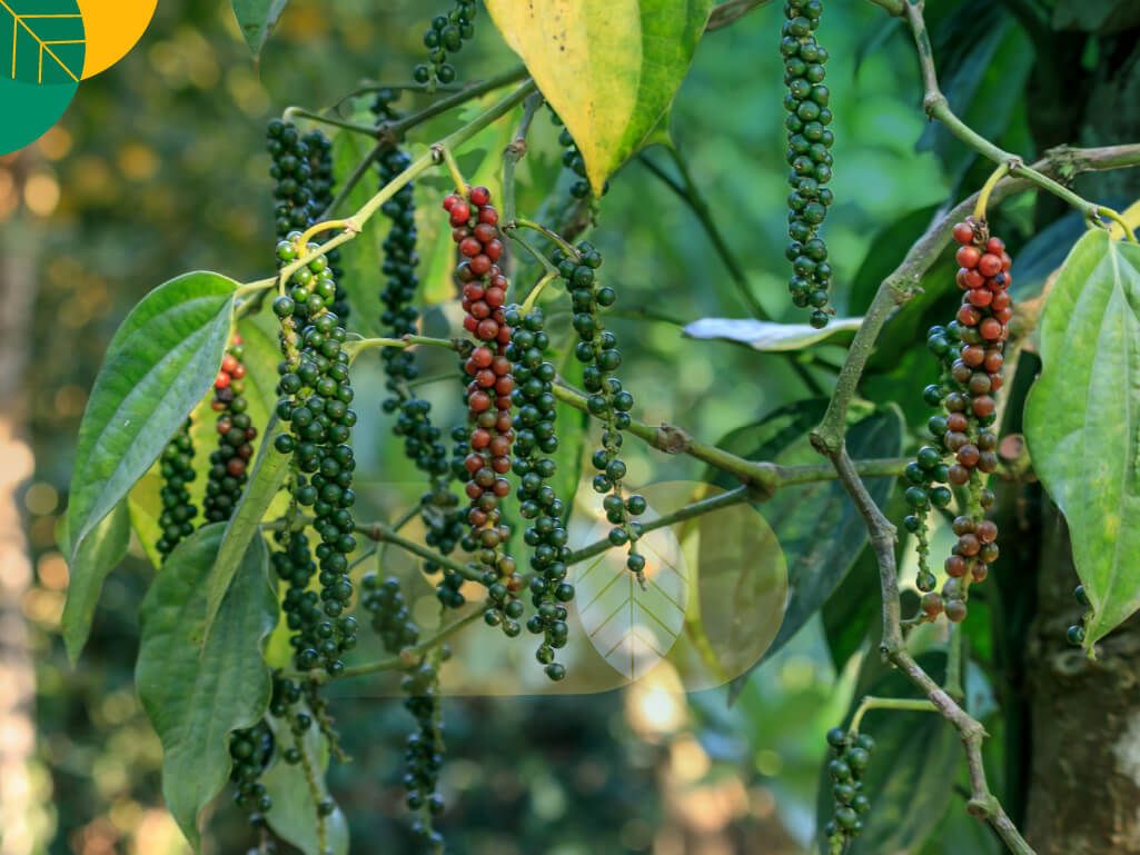 Petani Lebih Memilih Tanam Sawit Meskipun Harga Lada Meningkat Drastis ...