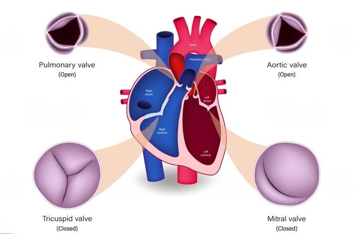 Fungsi Katup Jantung dan Masalah Kesehatannya - Sonora.id
