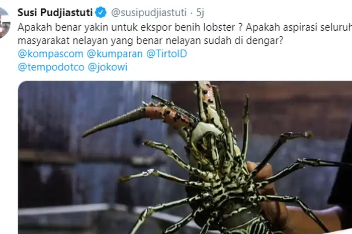 Edhy Prabowo Tak Gentar Soal Ekspor Benih Lobster, Susi : Aspirasi Nelayan Sudah Didengar ...