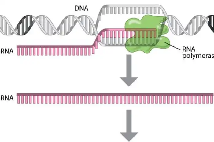 Tahapan Sintesis Protein dari Transkripsi hingga Translasi, Materi ...