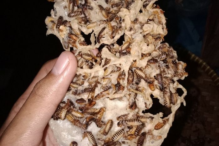 Peyek Laron, Kuliner Extrim Boyolali Sejak Jaman Penjajahan - Sonora.id