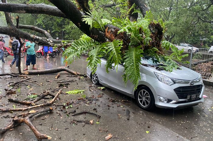 Pohon Tumbang di Makassar Timpa Mobil Warga, Akses Jalan Terhambat - Sonora.id