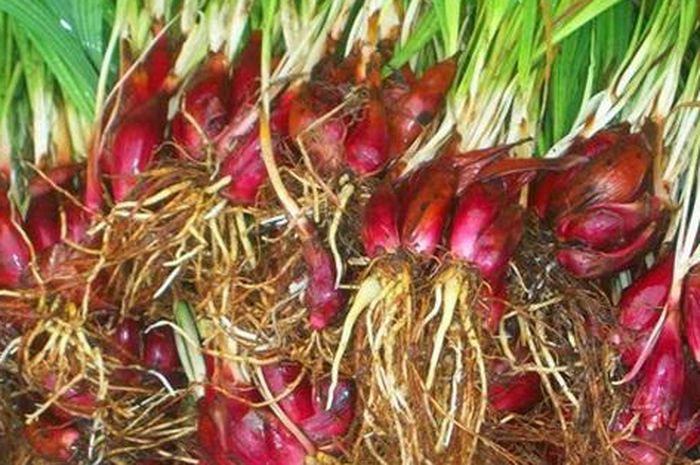 7 Manfaat Bawang Dayak untuk Kesehatan dan Cara Mengonsumsinya - Sonora.id