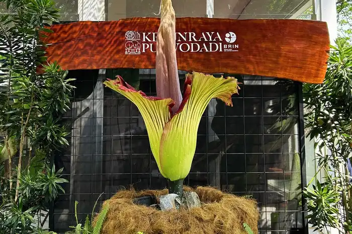 Bunga Langka Amorphophallus Titanum Mekar di Kebun Raya Purwodadi ...
