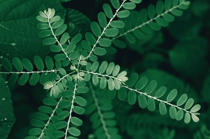 Kok Bisa Ya Baru Tahu Sekarang, 5 Manfaat Daun Meniran Ternyata Seluar ...