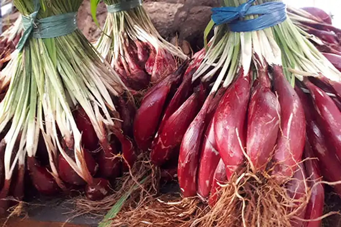 5 Manfaat Bawang Dayak untuk Kesehatan, Salah Satunya Diabetes - Sonora.id