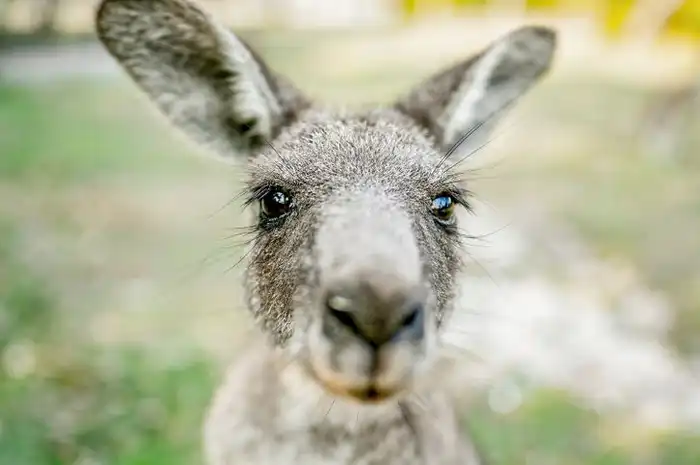 Pengertian Hewan Herbivora, Lengkap dengan Ciri-ciri dan Contohnya ...