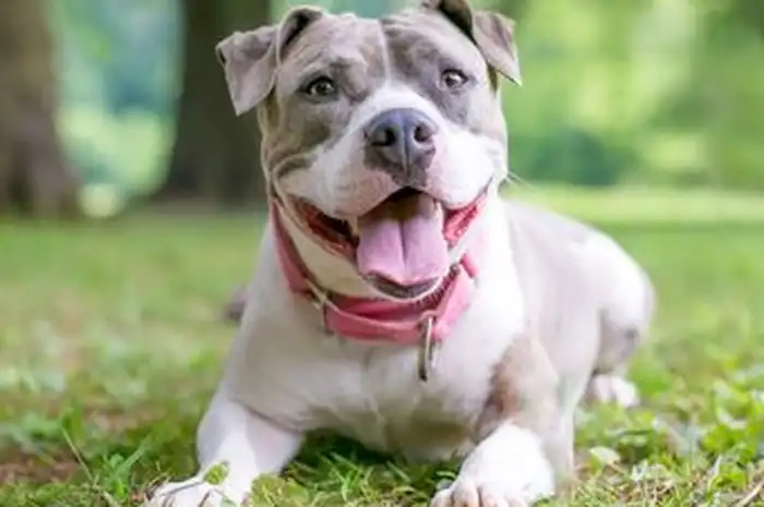8 Fakta Menarik Air Liur Anjing, Benarkah Bisa Cegah Gigi Anjing ...