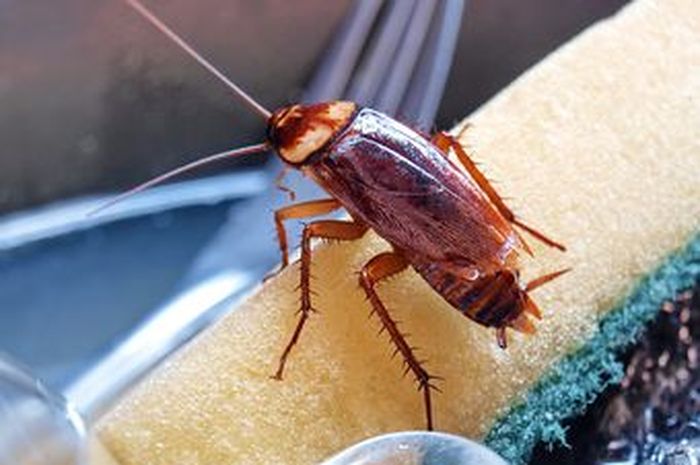 Waduh Ternyata Ini yang Terjadi Bila Tak Ada Kecoa di Muka Bumi - Sonora.id