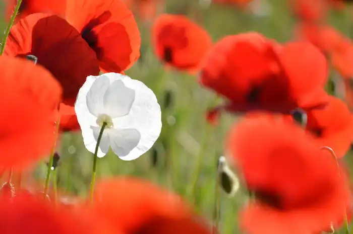 3 Shio yang Berani Tampil Beda, Datangkan Kesuksesan Lewat Ide Gila ...