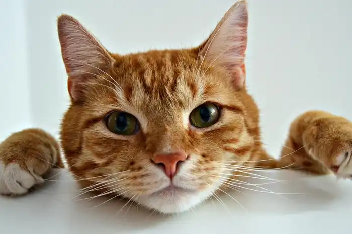Kucing Oren Disebut Agresif, Fakta Atau Mitos? - Sonora.id
