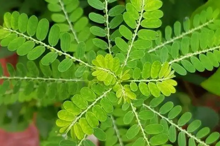 12 Manfaat Daun Meniran untuk Kesehatan, Bisa Atasi Diabetes hingga ...